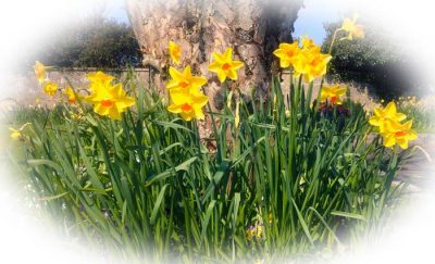 Death Of Theresa Maher, Thurles, Co. Tipperary. « Thurles Information