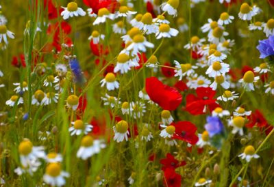 Death Of Pat Fayne, Late Of Thurles Co. Tipperary. « Thurles Information